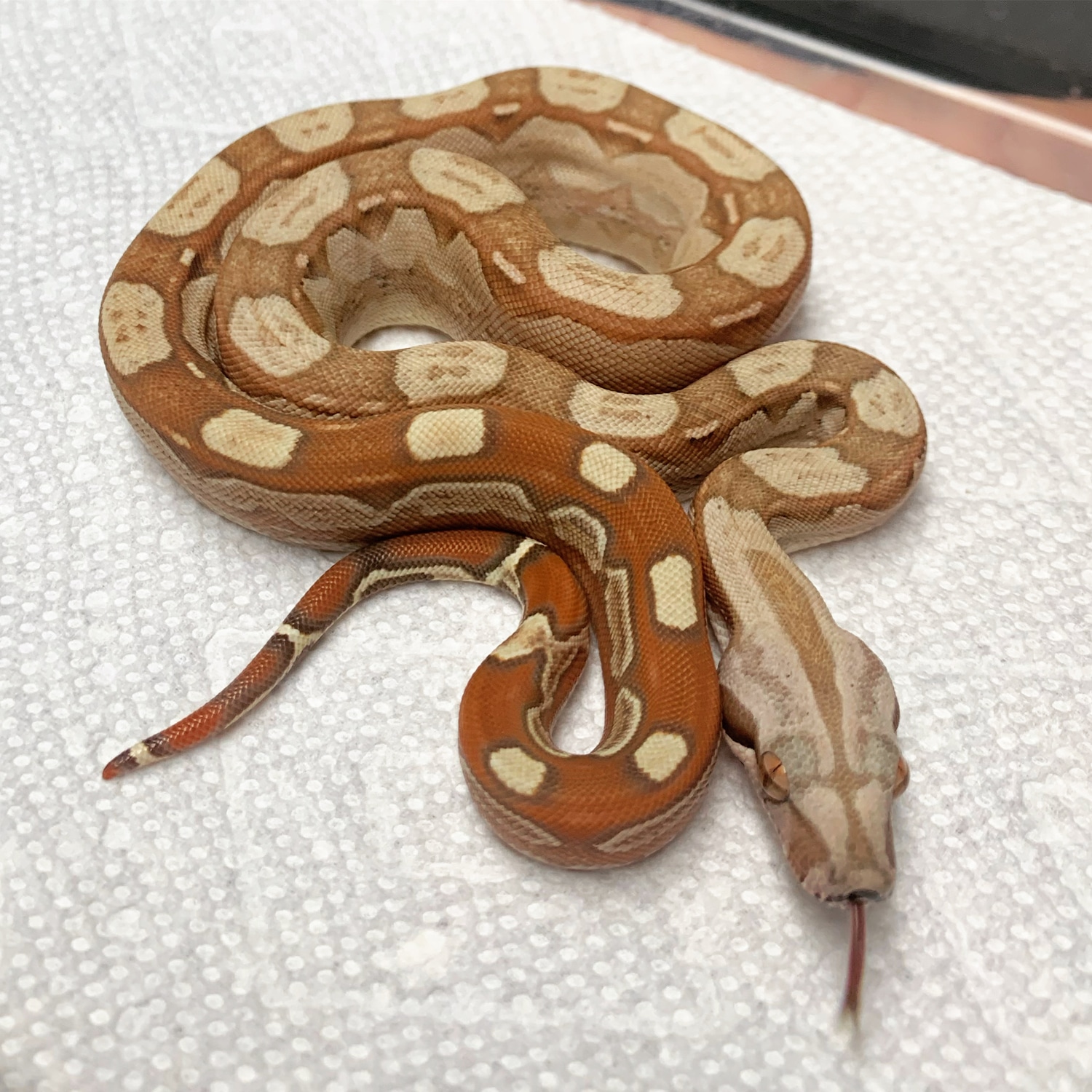 Paradigm Keltic Boa Constrictor by Untamed exotics - MorphMarket