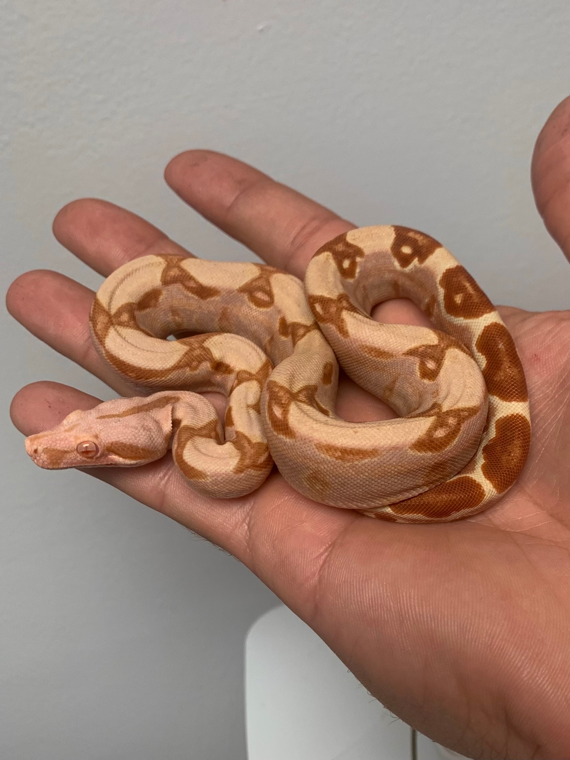 Purple Sharp Sunglow Boa Constrictor by Untamed exotics - MorphMarket