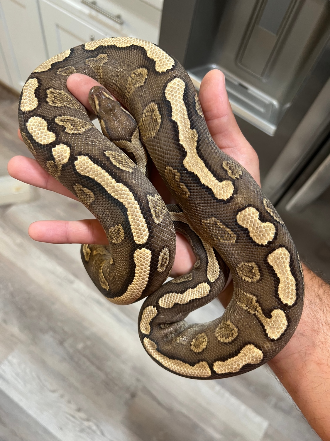 Ghi Red Stripe Yellow Belly Het Clown Ball Python by Untamed exotics ...