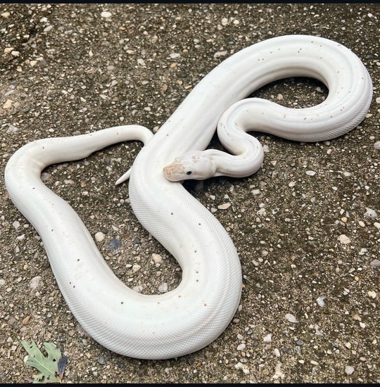 Super Fire Boa Constrictor by Untamed exotics