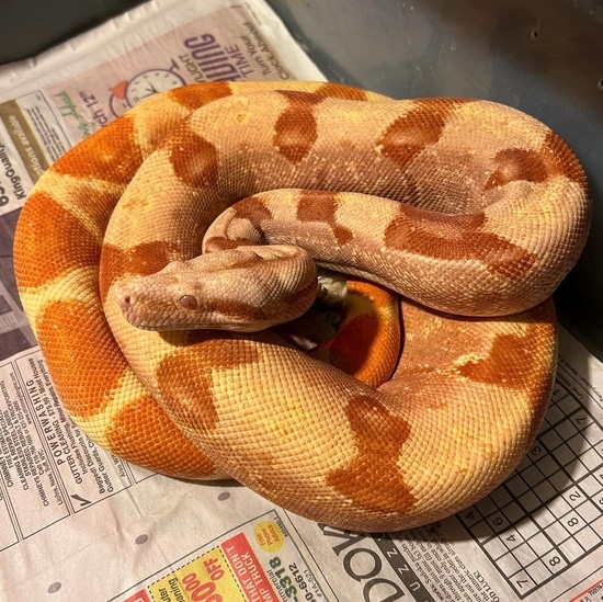 Purple Sharp Sunglow Boa Constrictor by Untamed exotics