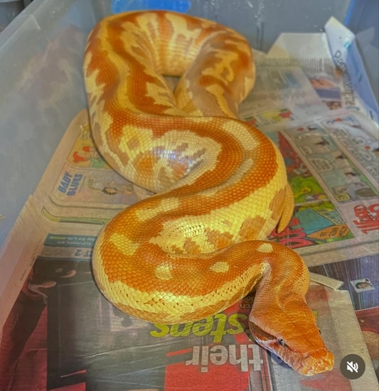 19 T+ Matrix Blood Python by Untamed exotics
