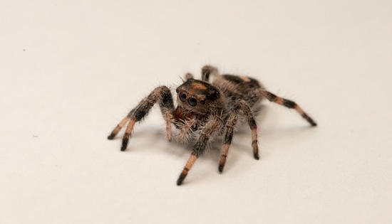 Plantain I5 Jumping Spider by Missupacey's Menagerie
