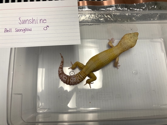 Bell Sunglow Leopard Gecko by University Prep Academy Reptiles