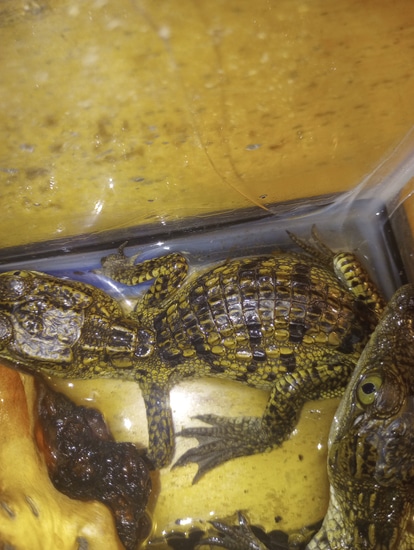CBB Morelets Croc. Morelet's Crocodile by Point Cedar Exotics