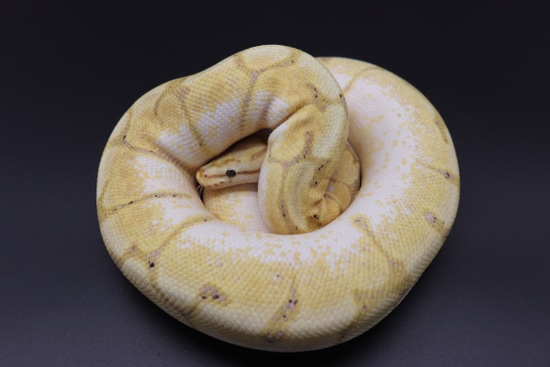 Coral Glow Spider Ball Python by Upscale Herps