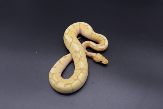 Coral Glow Spider Ball Python by Upscale Herps