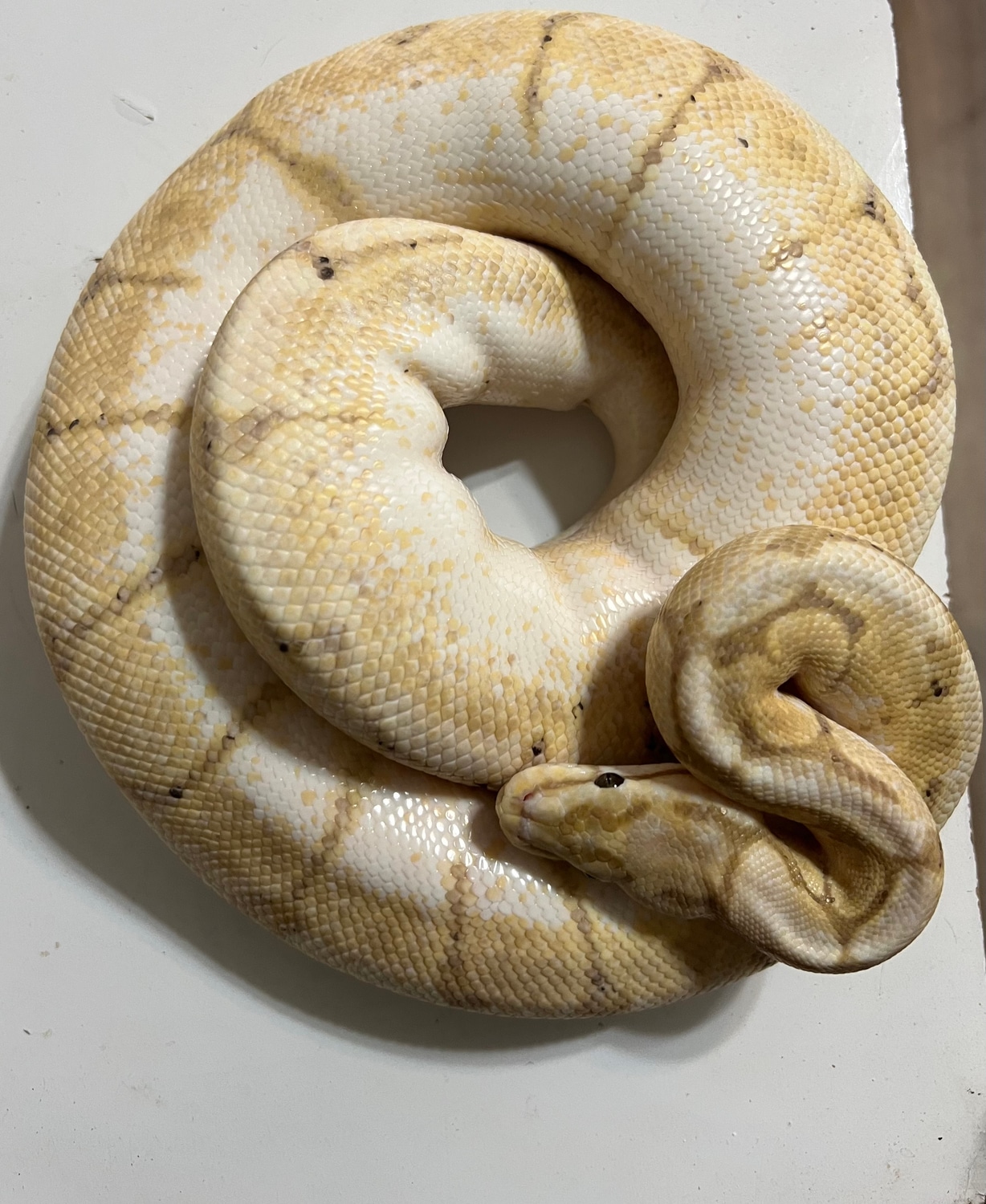 Coral Glow Spider Ball Python by Upscale Herps - MorphMarket