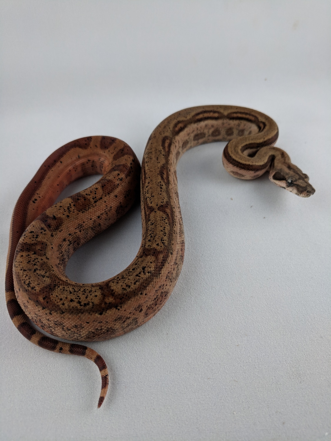 Hypo Motley Het Eclipse Boa Constrictor by Upscale Addictions - MorphMarket
