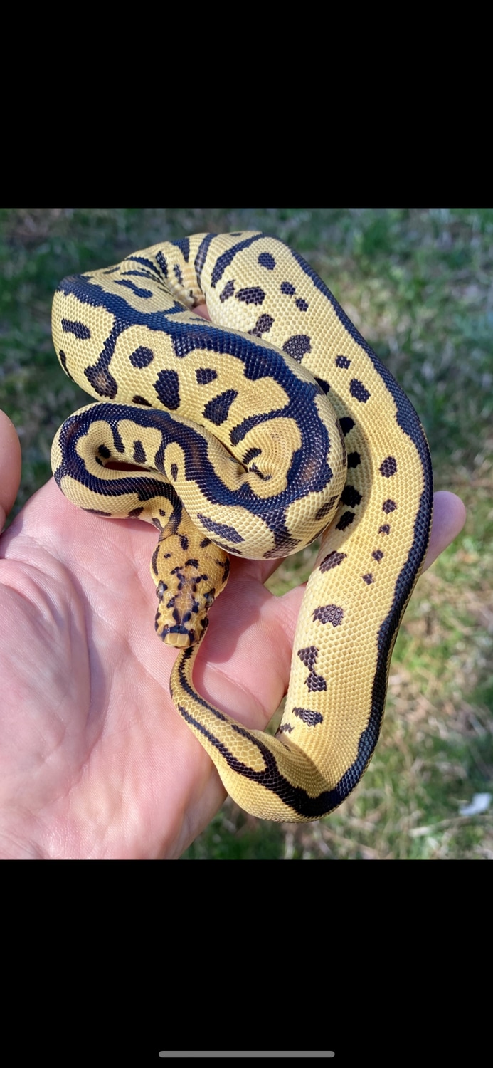 Batman Ball Python by Upscaled Reptiles - MorphMarket