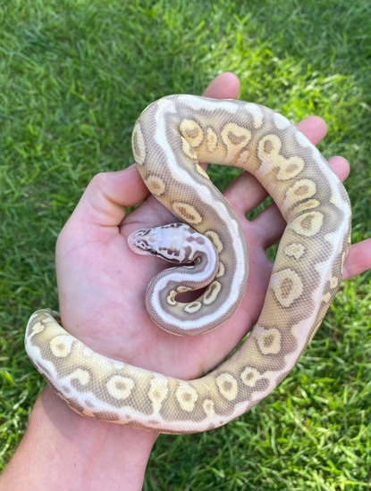 Spotnose Lesser Superfly RS 66% Het Clown Ball Python by Upscaled Reptiles