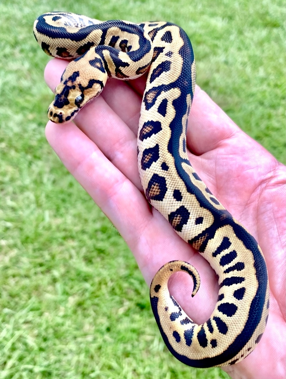 Spotnose Red Stripe Clown 66% Het Pied Ball Python by Upscaled Reptiles ...
