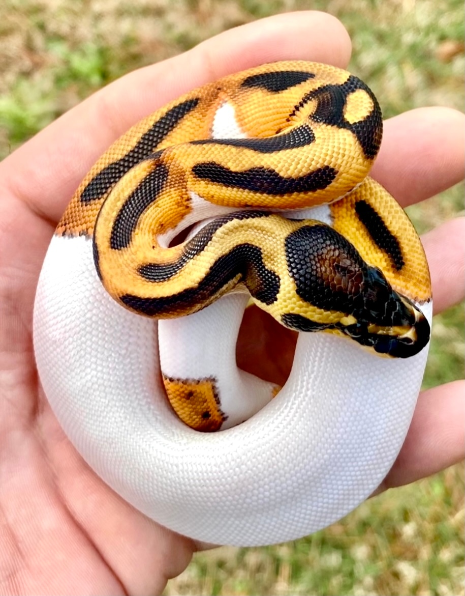 Orange Dream Pied Ball Python by Upscaled Reptiles - MorphMarket