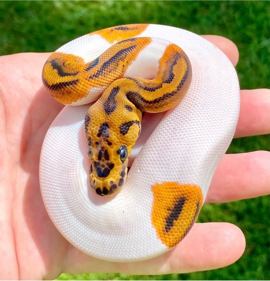 Red Stripe Clown Pied Ball Python by Upscaled Reptiles