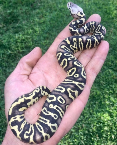 Leopard Firefly Ghi Ball Python by Upscaled Reptiles