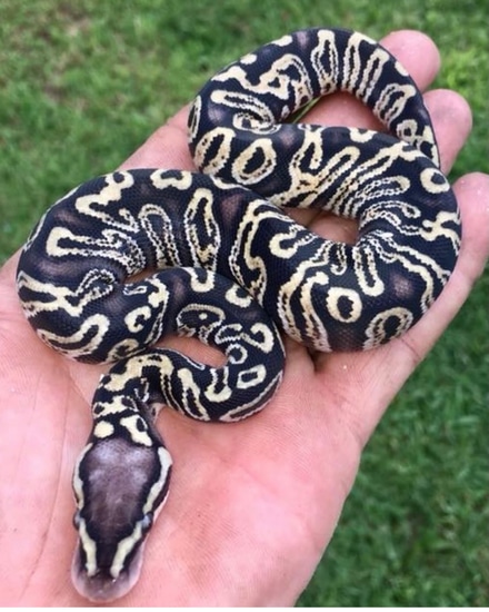 Pastel Leopard Ghi Ball Python by Upscaled Reptiles