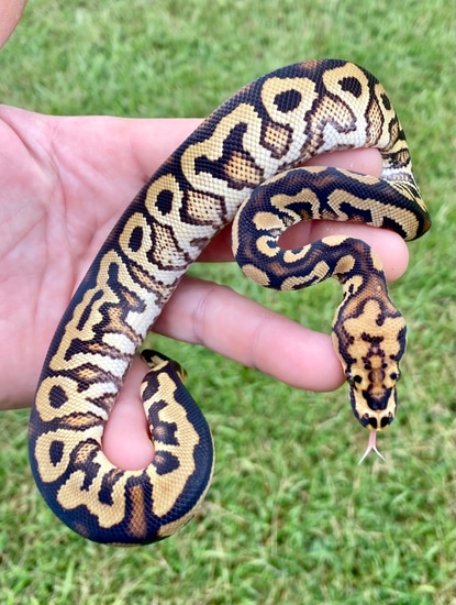 Spotnose Pos RS Clown 50% Pos Het Pied Ball Python by Upscaled Reptiles