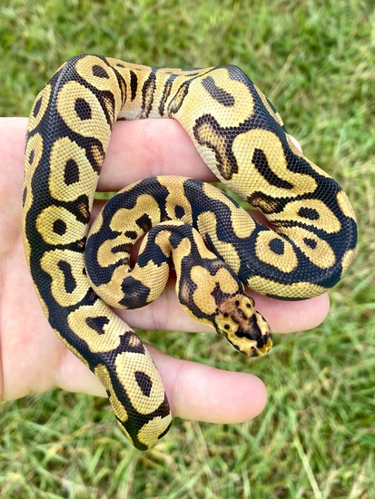 0.1 Spotnose Clown 50% Het Pied Ball Python by Upscaled Reptiles