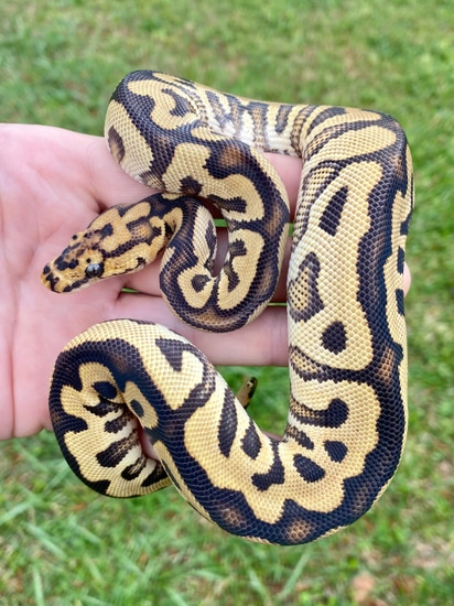 Spotnose Red Stripe Clown 50% Het Pied Ball Python by Upscaled Reptiles