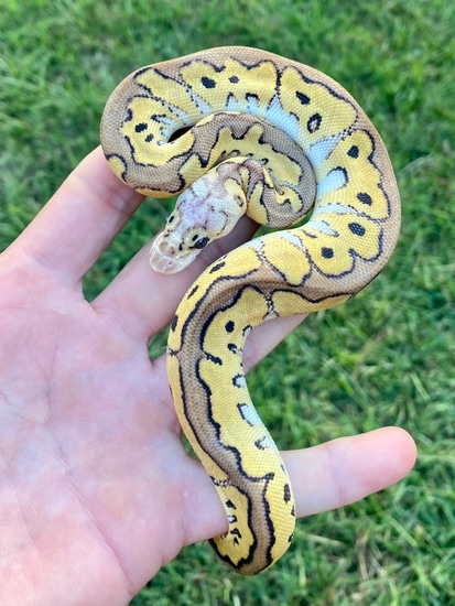 Special Pastel (Pos Yellowbelly) Clown Ball Python by Upscaled Reptiles