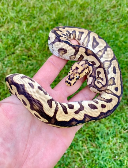 Spotnose Red Stripe Clown Ball Python by Upscaled Reptiles