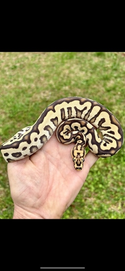 Spotnose Red Stripe Clown (50%Het Pied) Ball Python by Upscaled Reptiles
