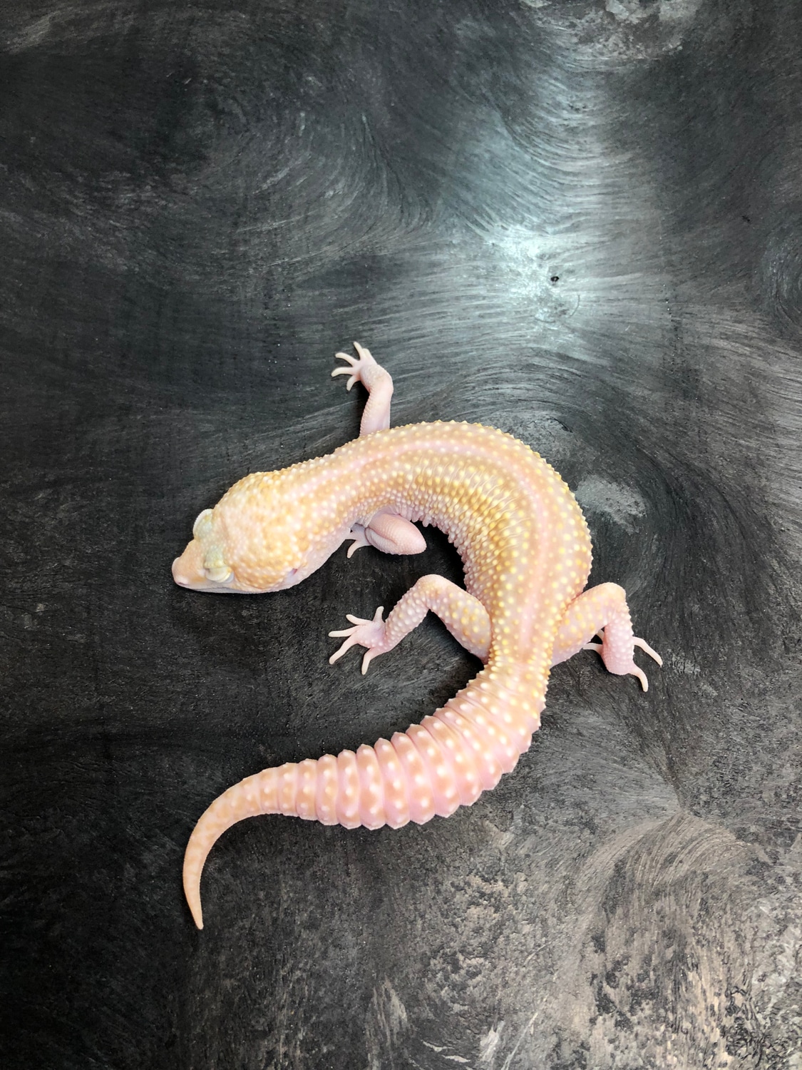 Reverse Stripe Mack Snow Raptor Leopard Gecko by Upstate Exotic ...