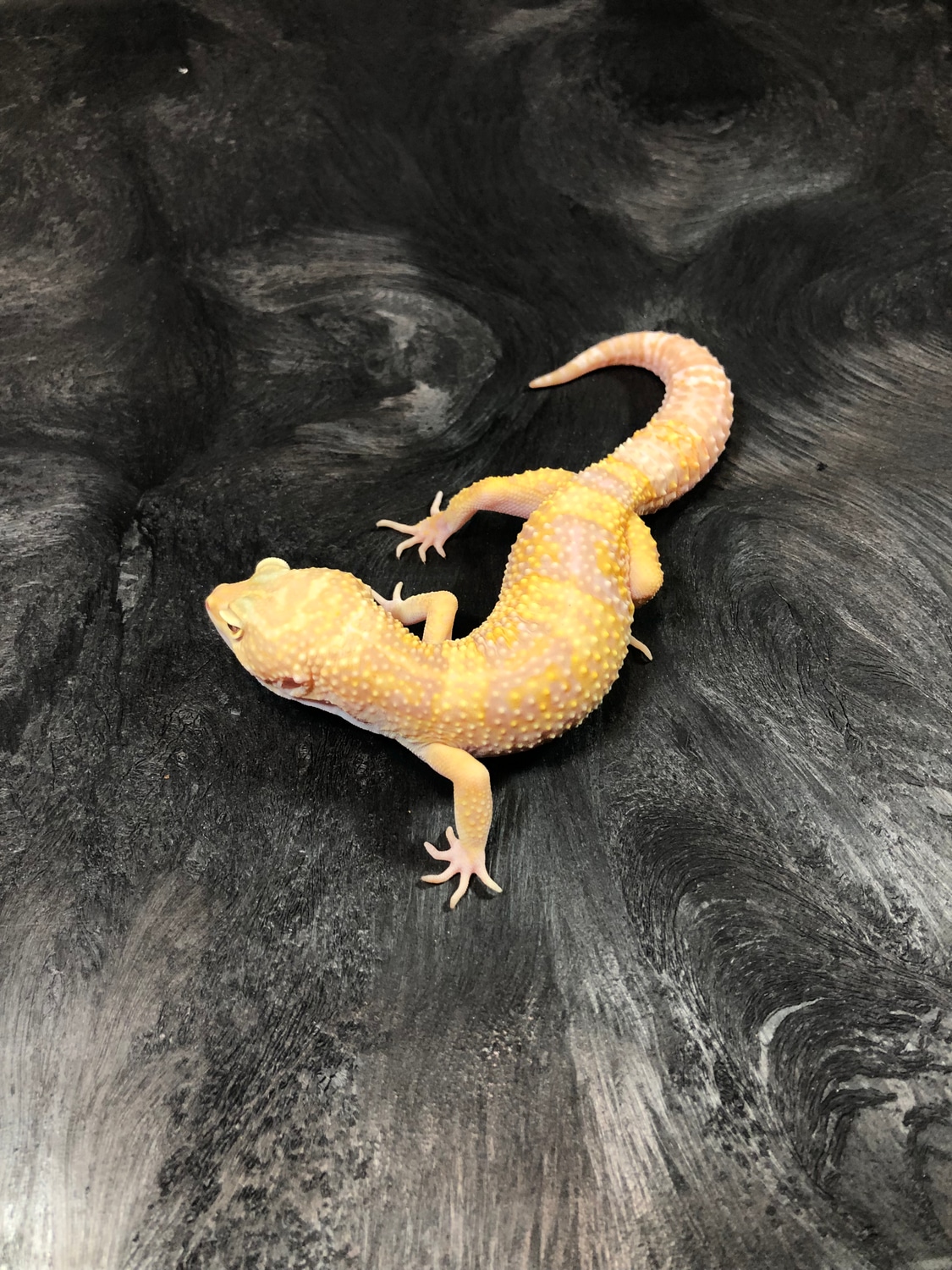 Raptor Leopard Gecko by Upstate Exotic Reptiles - MorphMarket