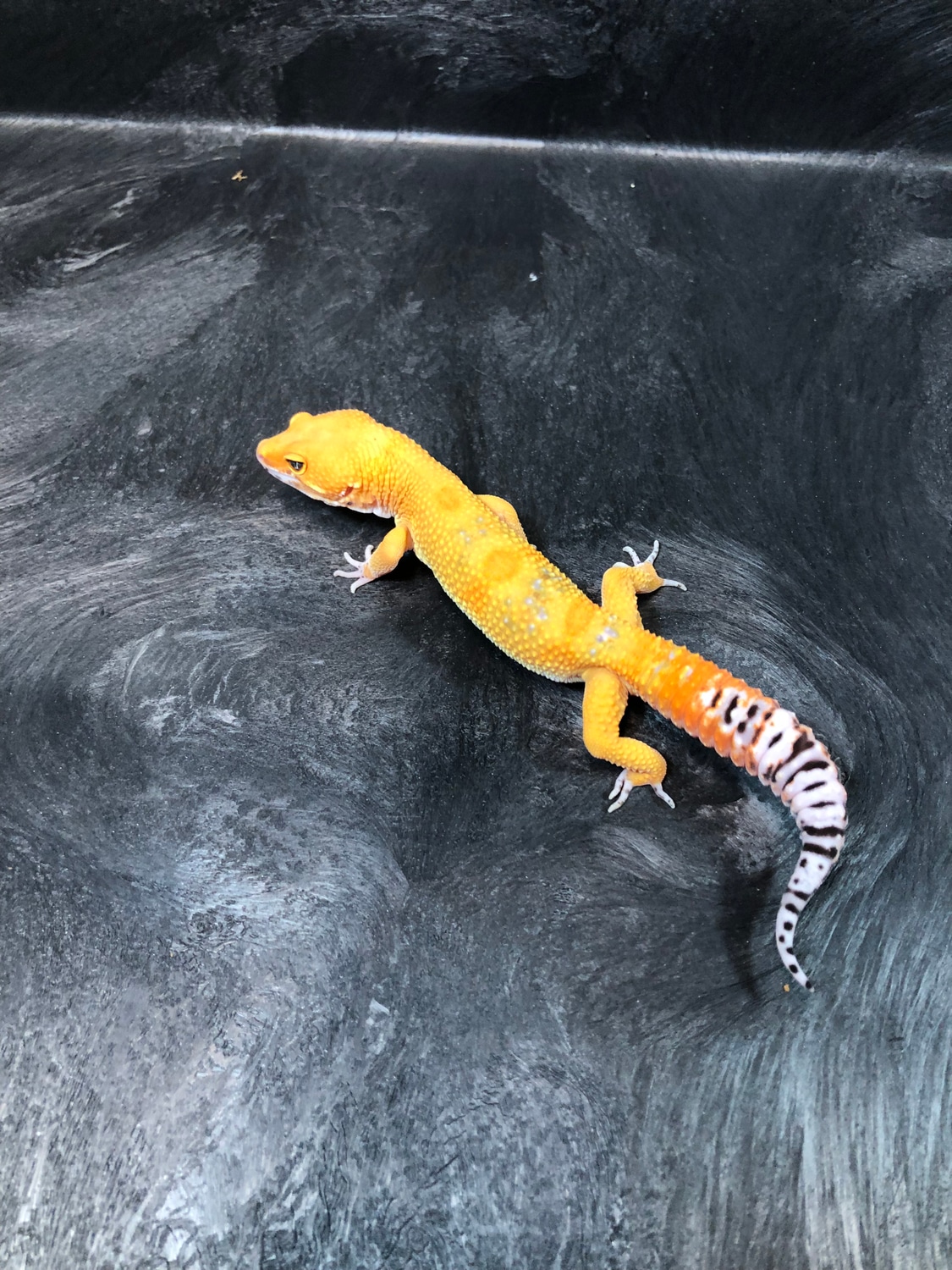 Clown G X Clown Tangerine Leopard Gecko by Upstate Exotic Reptiles ...