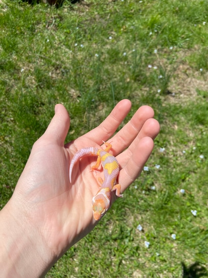 Atomic G Tremper X Atomic G Tremper Cross Leopard Gecko by Upstate ...