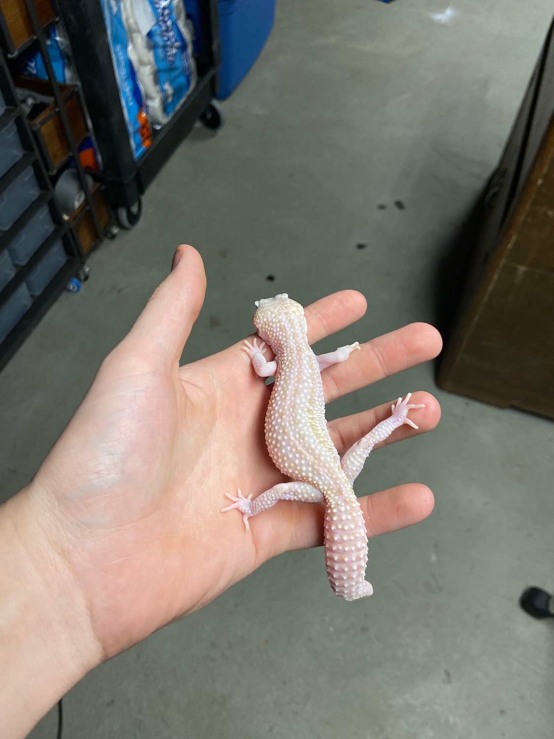 Reverse Stripe Mack Snow Raptor Leopard Gecko by Upstate Exotic ...