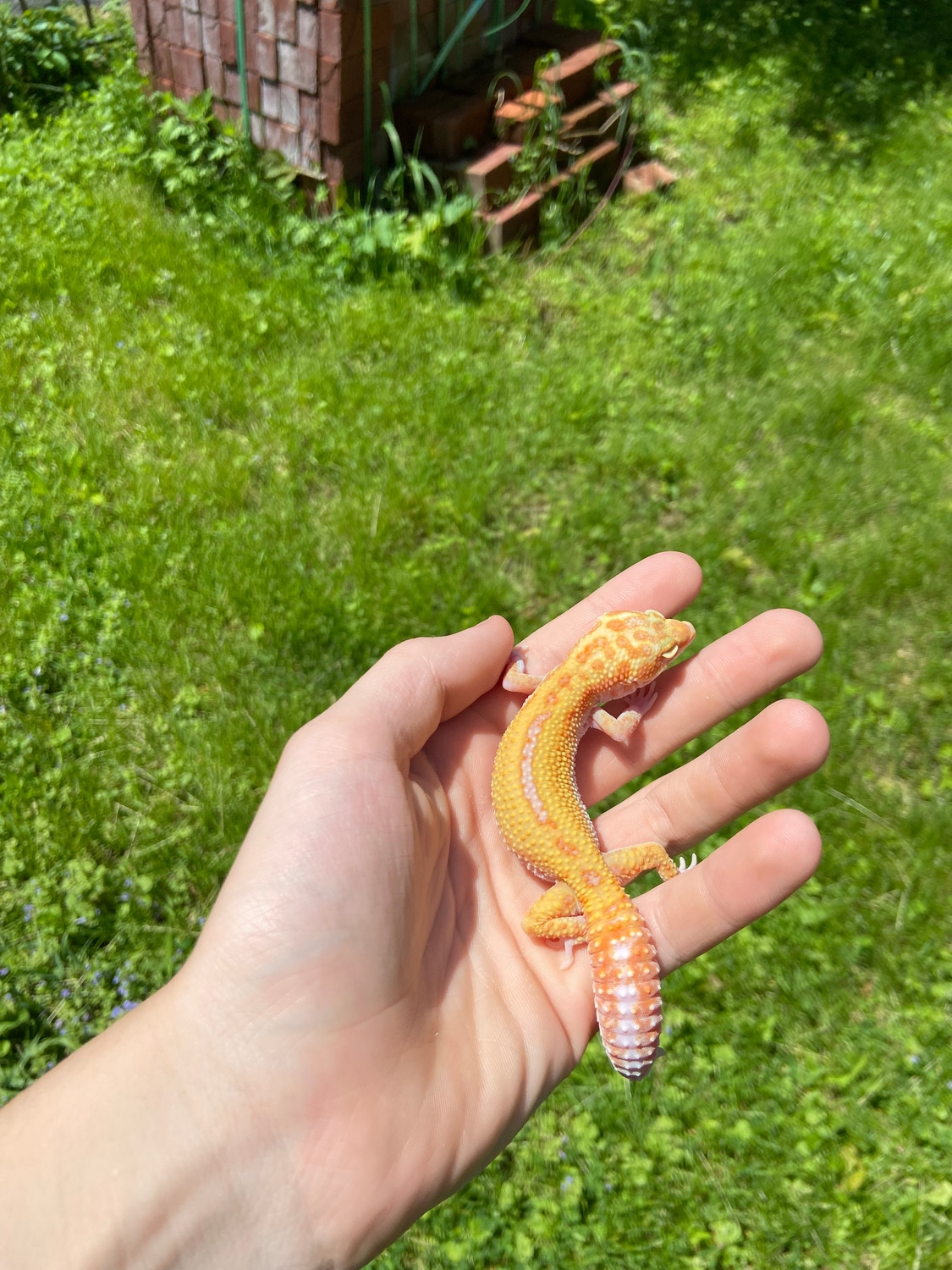 Atomic G Raptor Leopard Gecko by Upstate Exotic Reptiles - MorphMarket