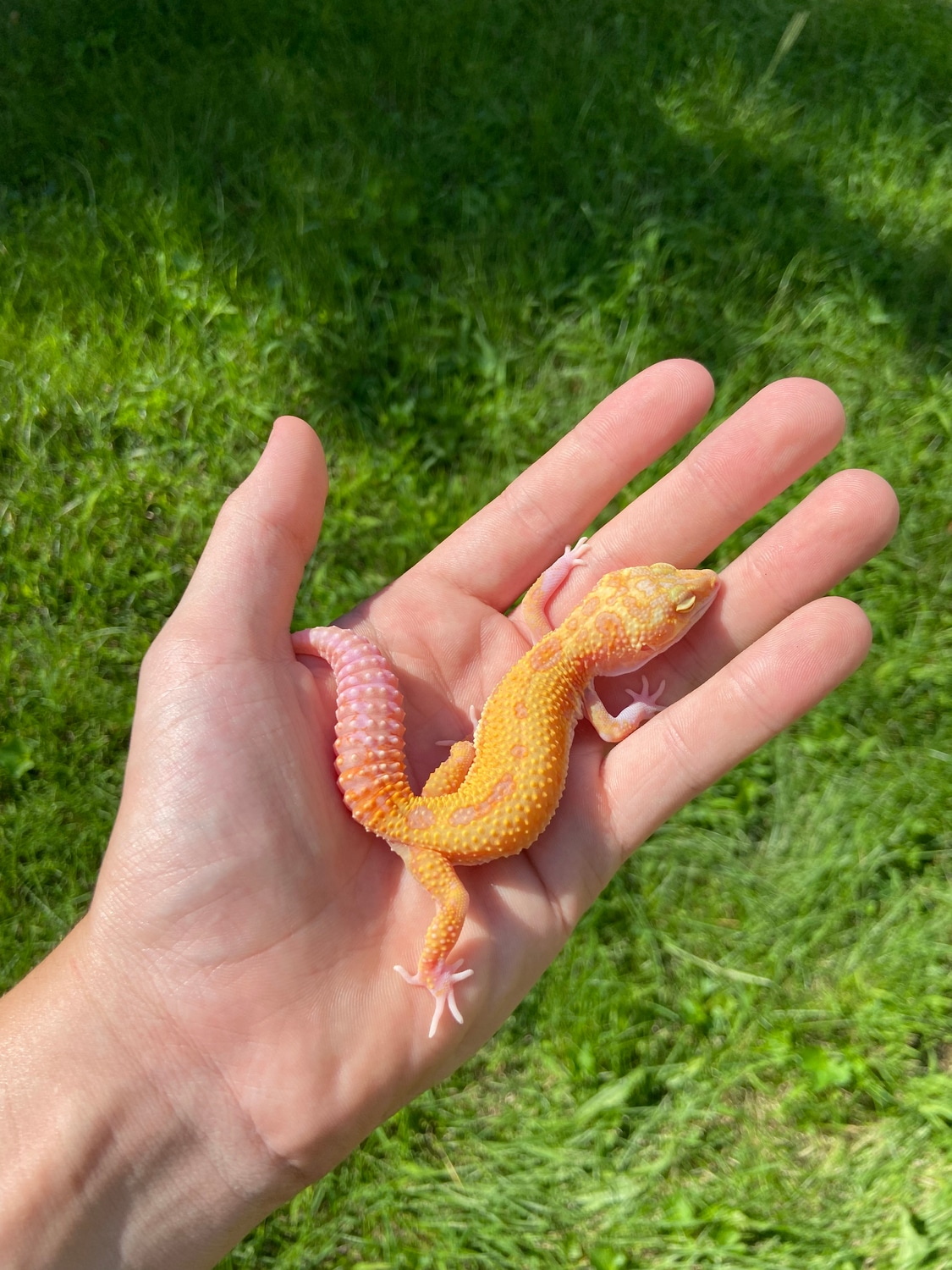 Atomic G Raptor Female Leopard Gecko by Upstate Exotic Reptiles ...
