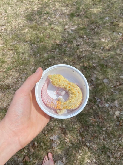 (RTB) Atomic G White & Yellow Raptor Leopard Gecko by Upstate Exotic ...