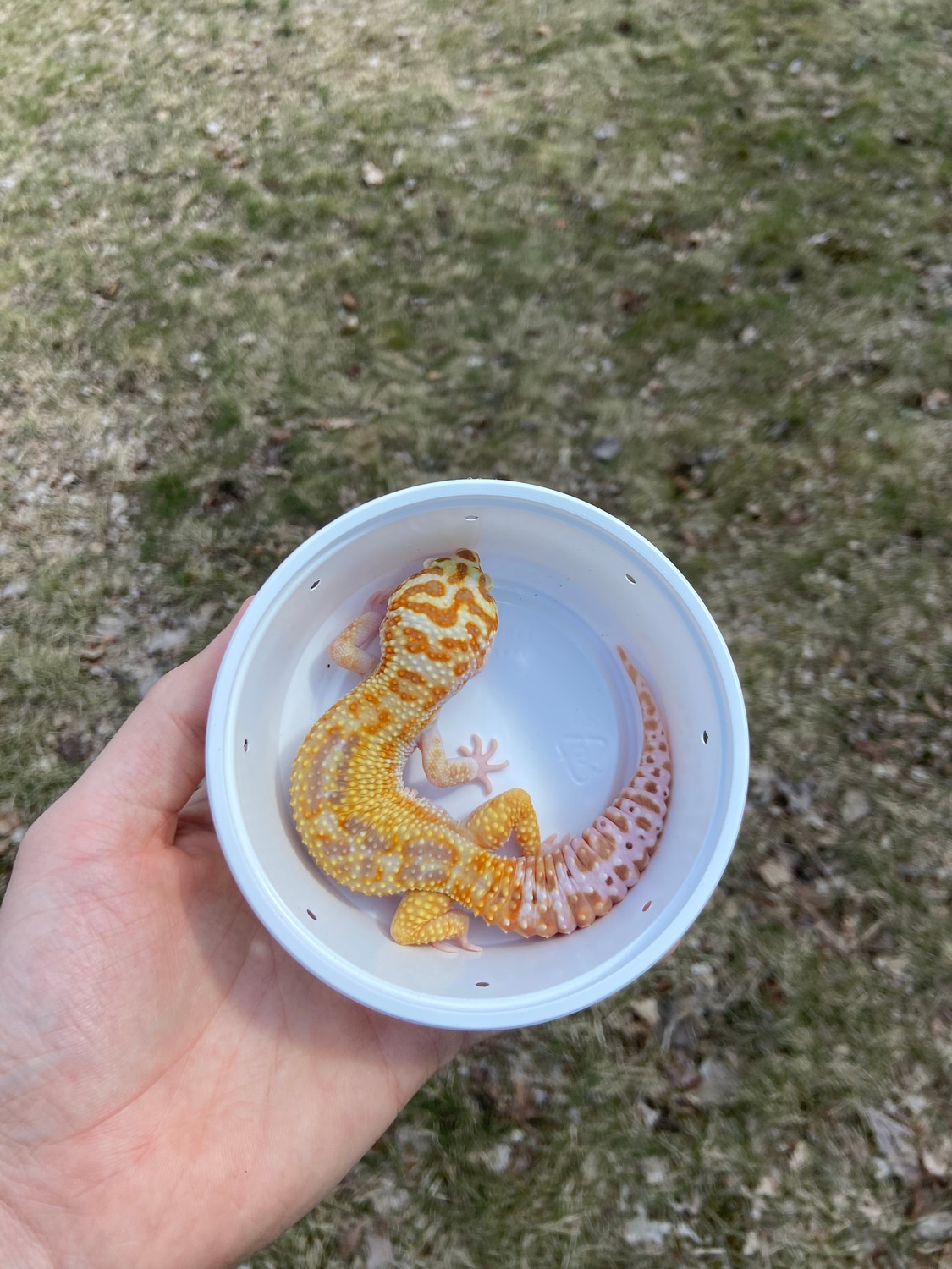 Atomic G 66% Het. Eclipse Leopard Gecko by Upstate Exotic Reptiles ...