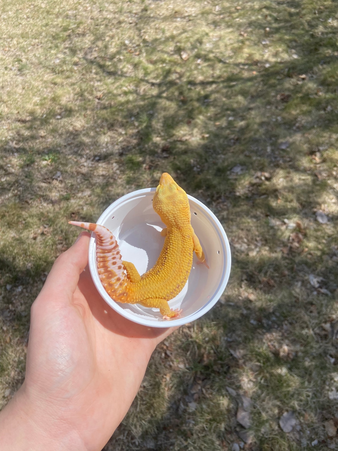 Magma Rainwater Pos. Het. Eclipse Leopard Gecko by Upstate Exotic ...