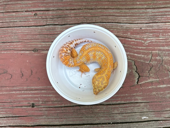 Atomic G Tremper Cross 100% Het. Eclipse (Proven) Leopard Gecko by ...