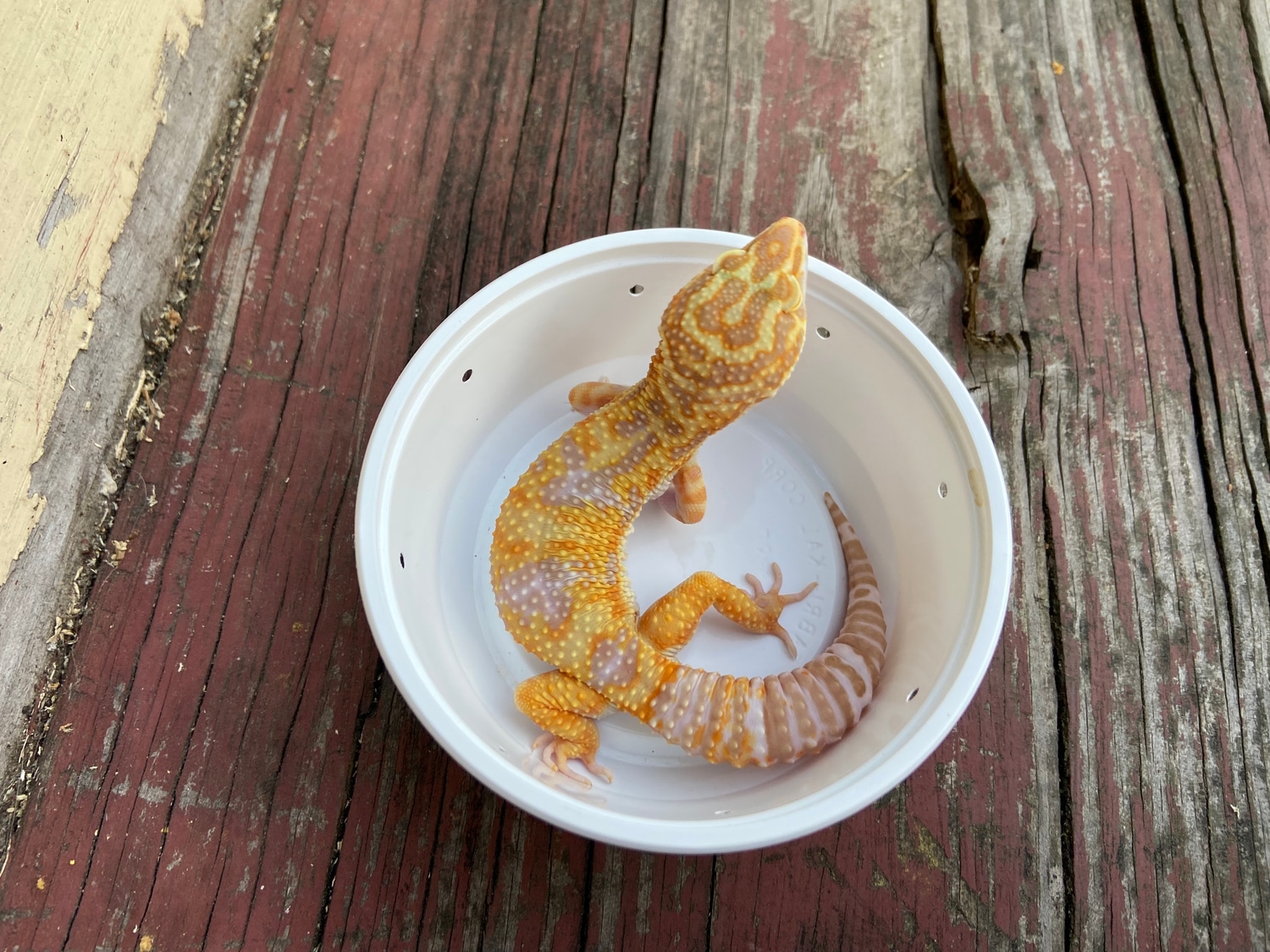 Atomic G-Project Raptor Leopard Gecko by Upstate Exotic Reptiles ...