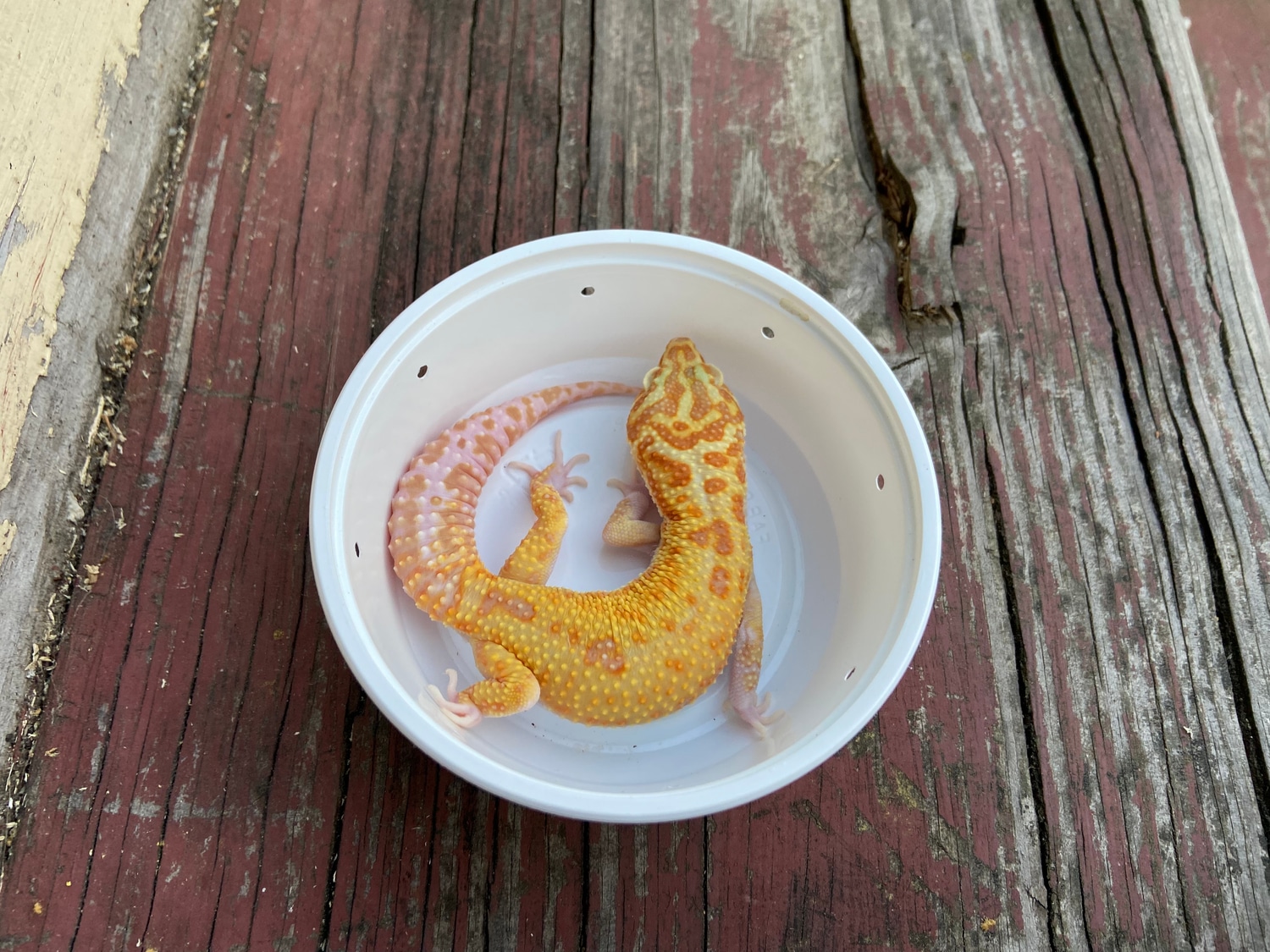 Atomic G-Project Raptor Leopard Gecko by Upstate Exotic Reptiles ...