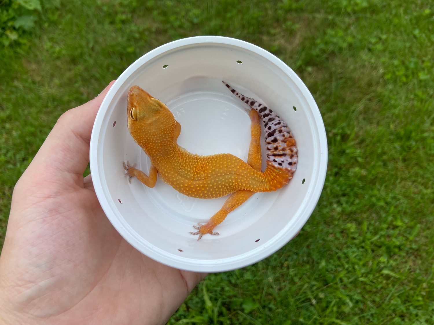 Tangerine Leopard Gecko by Upstate Exotic Reptiles - MorphMarket