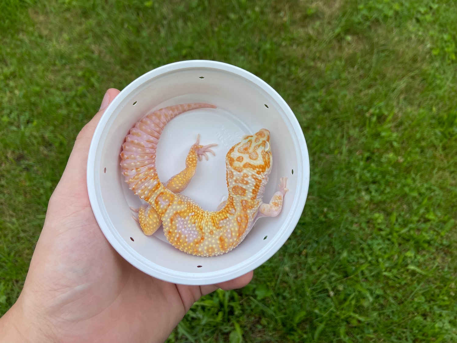 Atomic G-Project Raptor Leopard Gecko by Upstate Exotic Reptiles ...