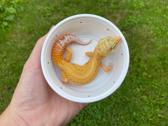 Magma White & Yellow Rainwater Leopard Gecko by Upstate Exotic Reptiles
