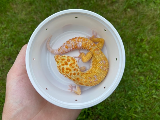 Atomic G Raptor Leopard Gecko by Upstate Exotic Reptiles