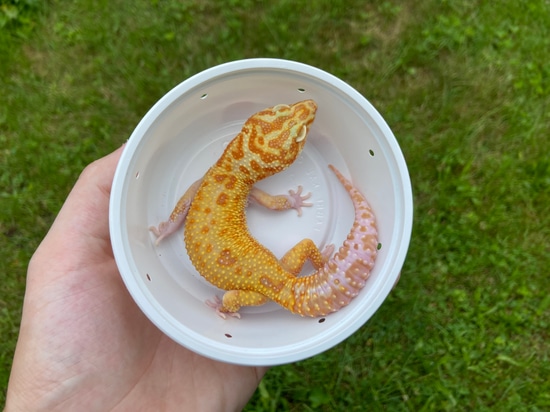Atomic G Raptor Leopard Gecko by Upstate Exotic Reptiles