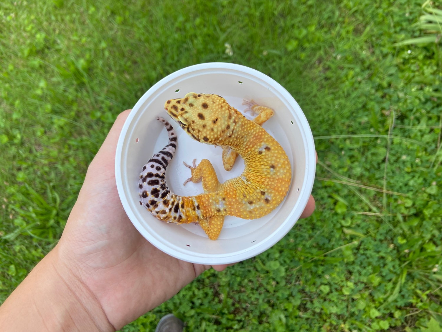 Clown Leopard Gecko by Upstate Exotic Reptiles - MorphMarket