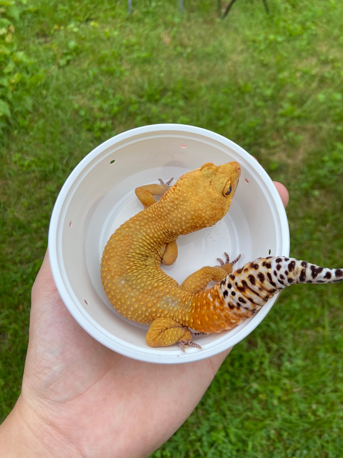 Clown G-Project Tangerine Leopard Gecko by Upstate Exotic Reptiles ...