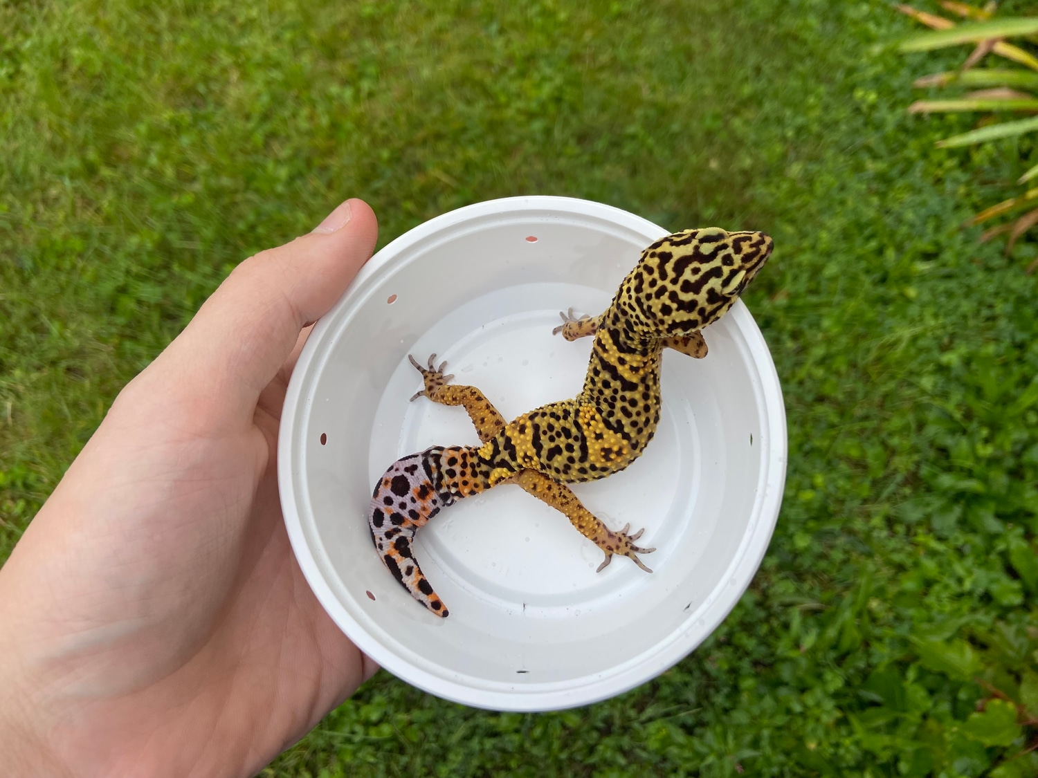 Black Night Tangerine Cross Leopard Gecko by Upstate Exotic Reptiles ...