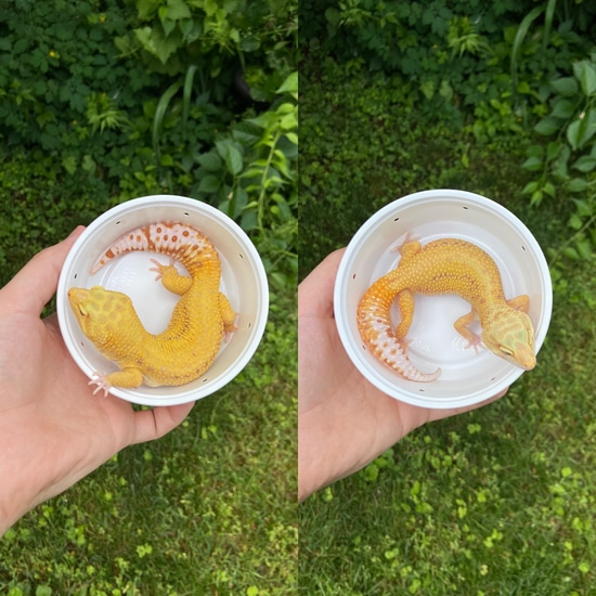 1.1 Pair Magma Rainwaters Leopard Gecko by Upstate Exotic Reptiles