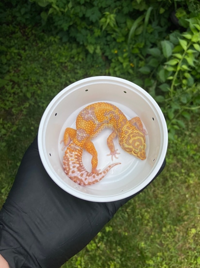 75% Atomic G 25% High Contrast Tremper Leopard Gecko by Upstate Exotic ...