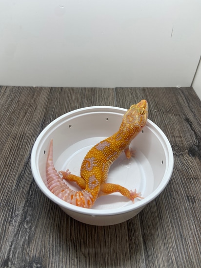 Atomic G-Project Tremper X Bold Tangerine Tremper Leopard Gecko by ...
